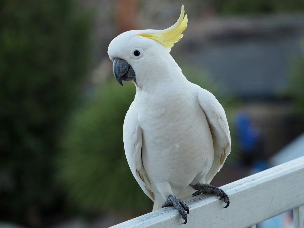 Cockatoo moonlights as an auto mechanic and we'd hire him in a second