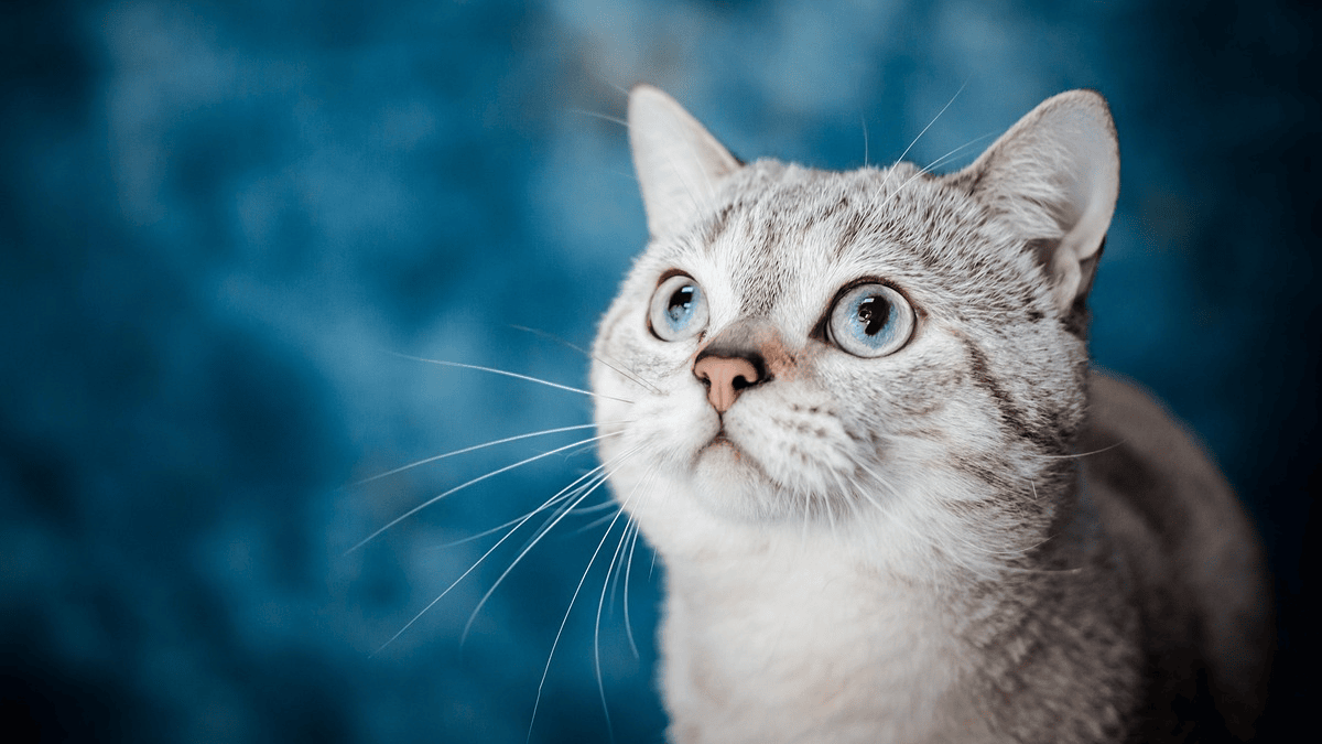 Having a cat changes your life, and here are nine reasons why