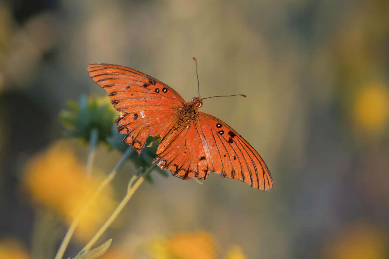 Texas Parks and Wildlife Commission approves record $21.2 million for ...