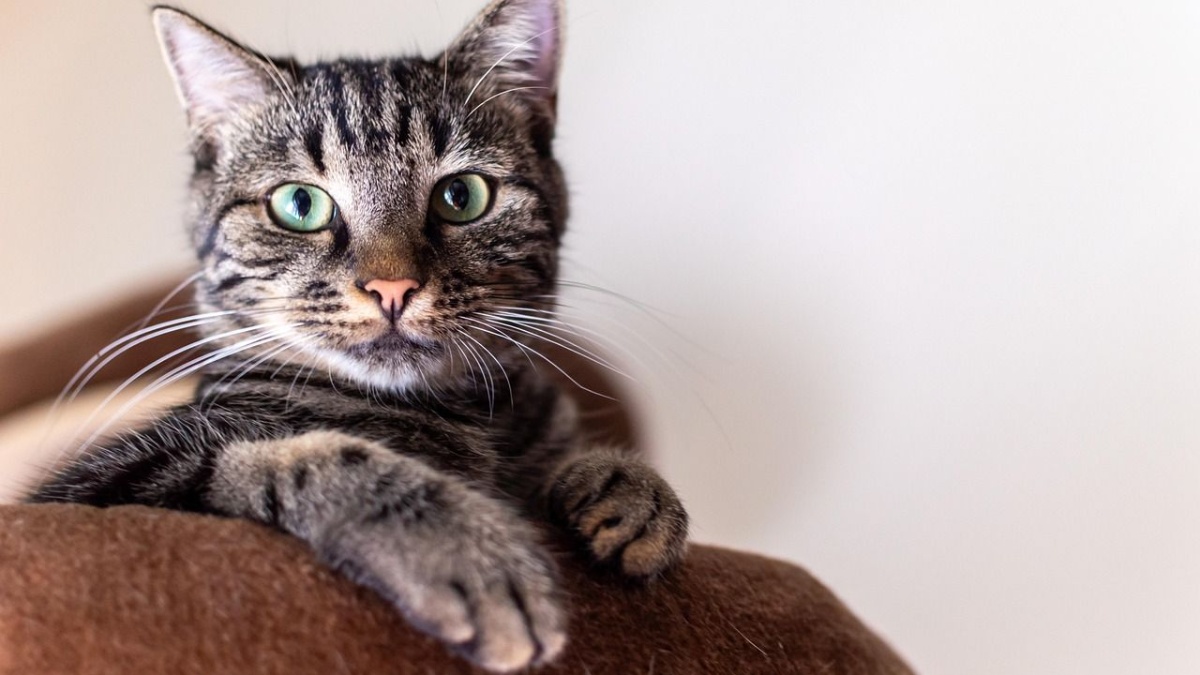 Signs of affection you show your cat that actually stress them out