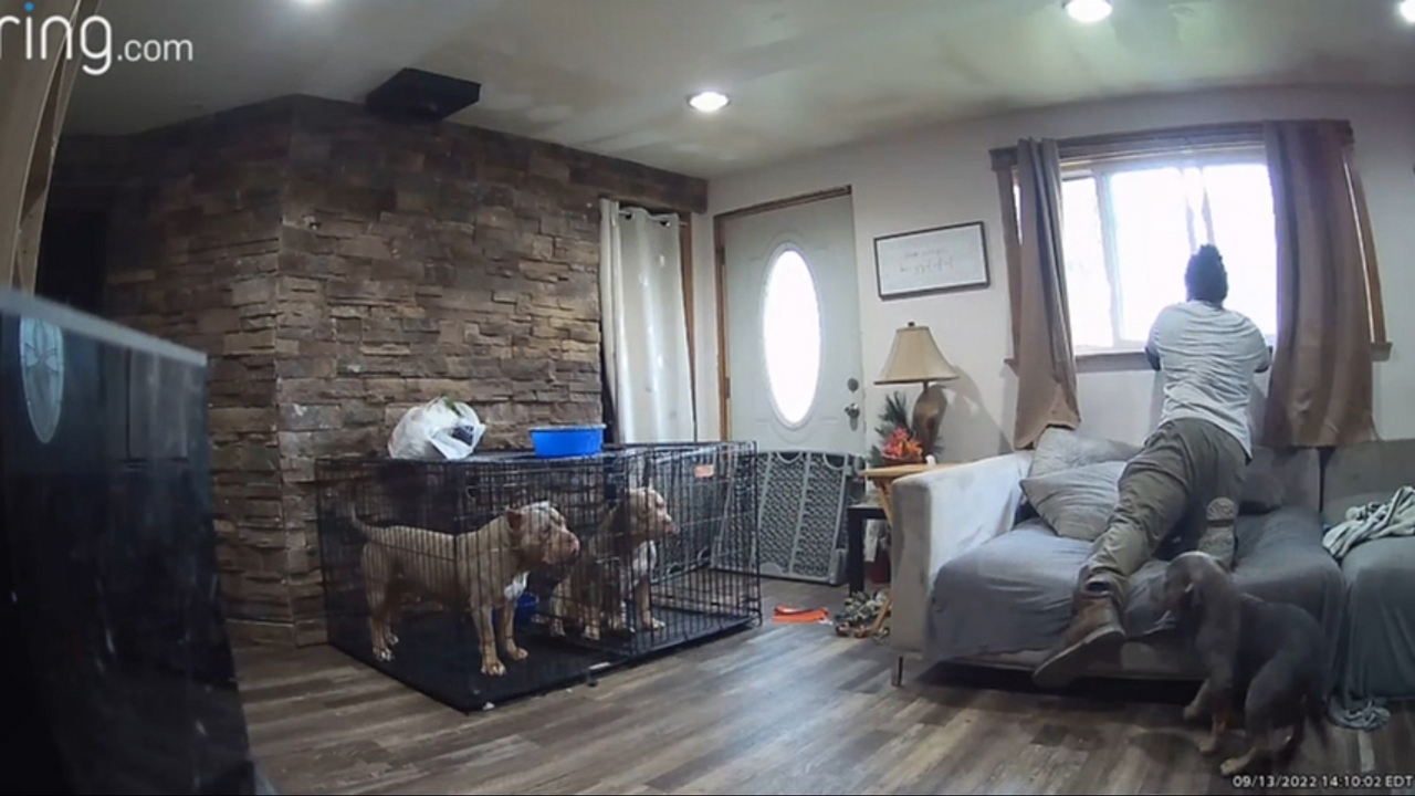 Man trips over dog after opening curtains in Amherst, Ohio, USA