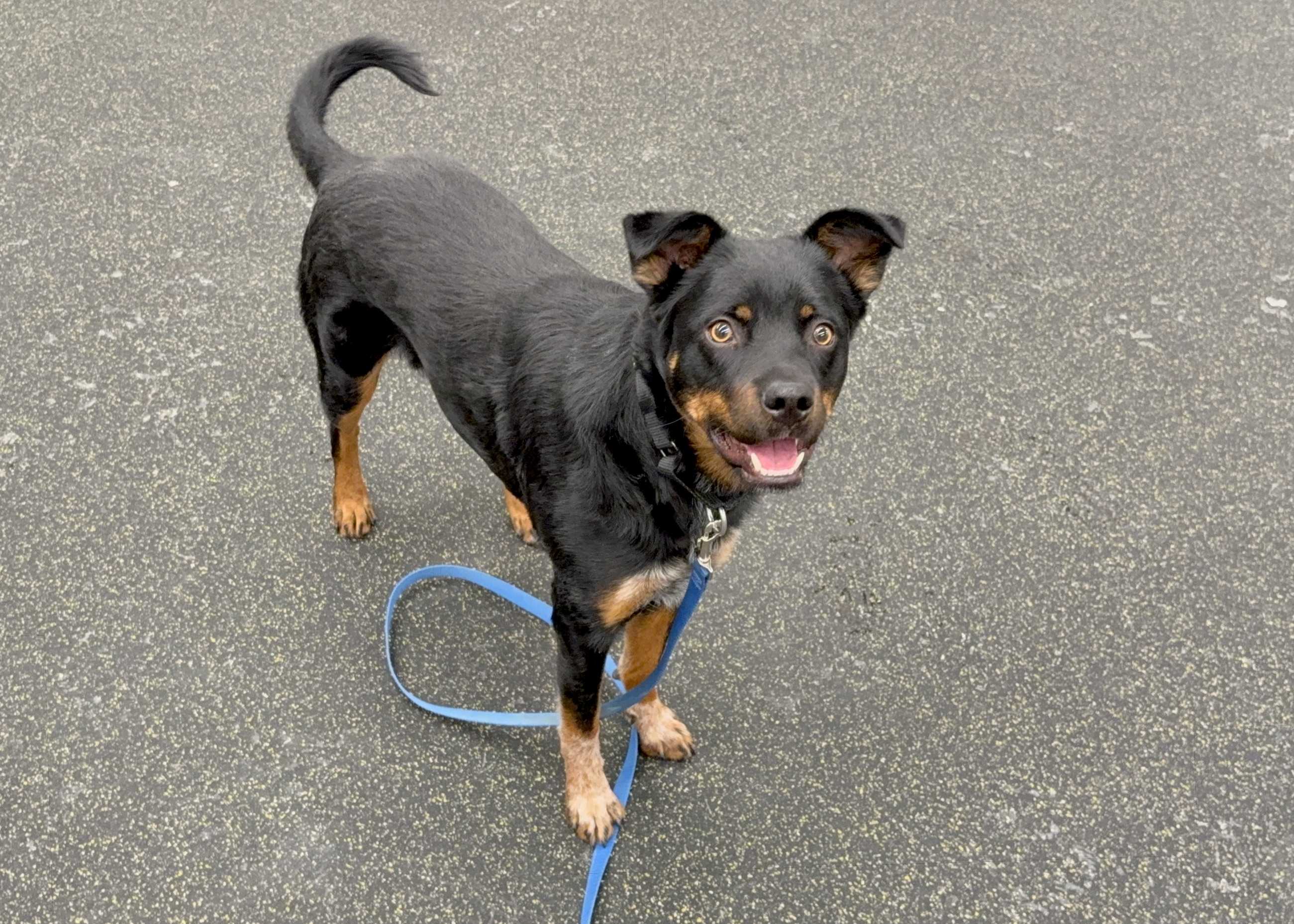 Very affectionate and energetic: Meet Blaze, the Nebraska Humane ...