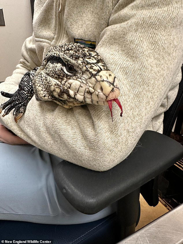 Rhode Island homeowner stunned to find exotic reptile under 20 inches ...