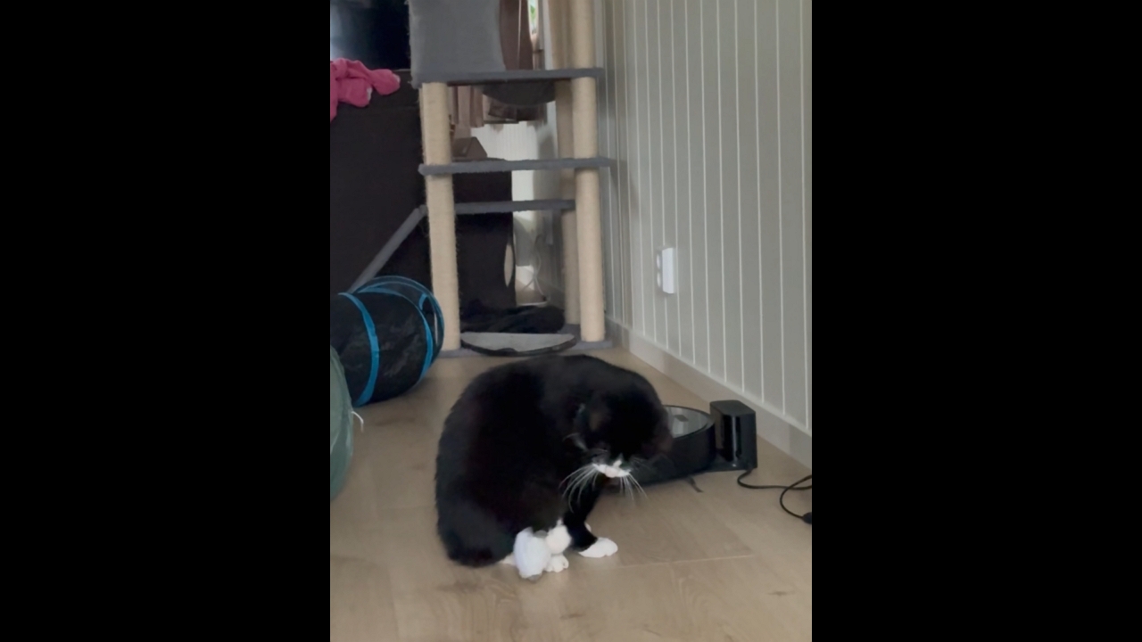 Curious cat reacts to bonnet on the floor in Bjørkelangen, Norway