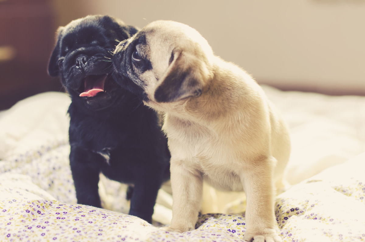 Pug siblings reunited by fate are the cutest bestie duo we've ever seen