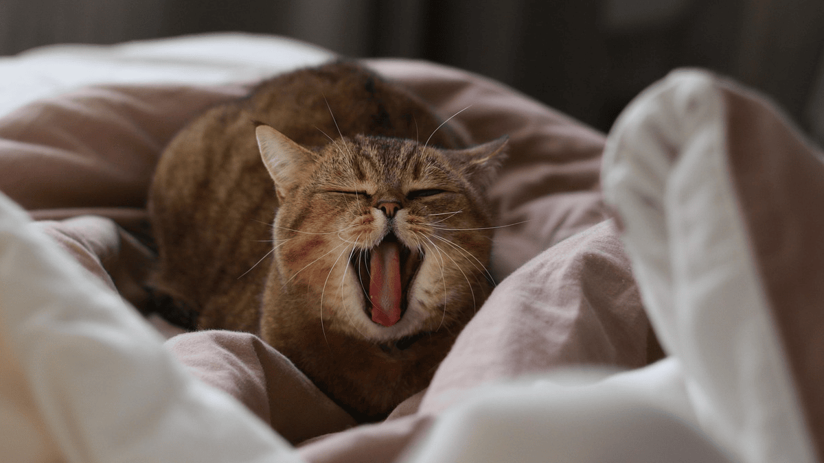 10 silent signs that your cat trusts you more than it seems (it would ...