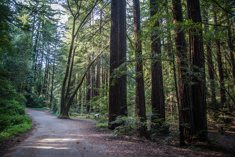 17 family-friendly redwood and fern stops in Northern California with a ...