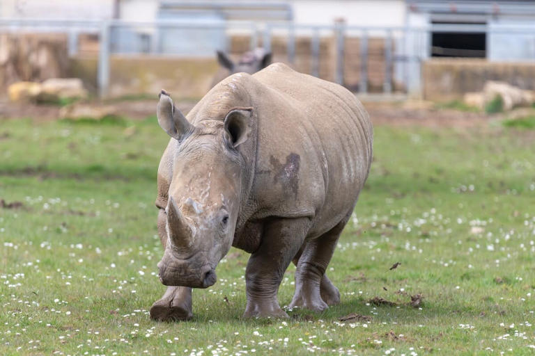 A 6,000-pound rhino gets adorable zoomies like a puppy