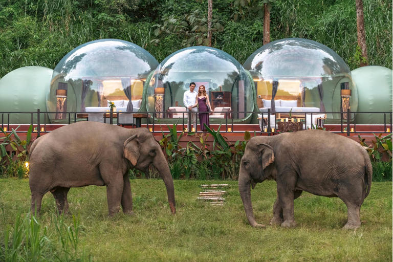 Jungle luxury and gentle giants: A Golden Triangle elephant adventure