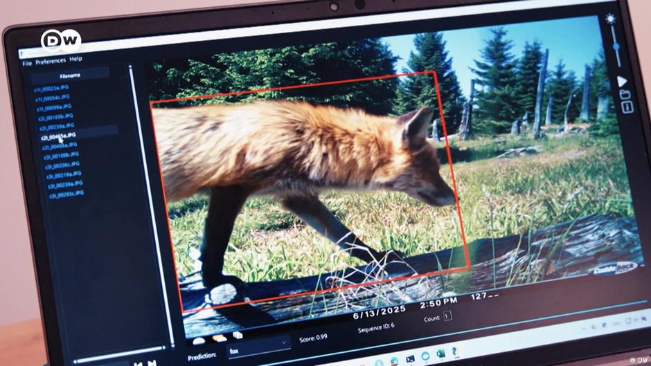 How artificial intelligence can protect Germany's national parks