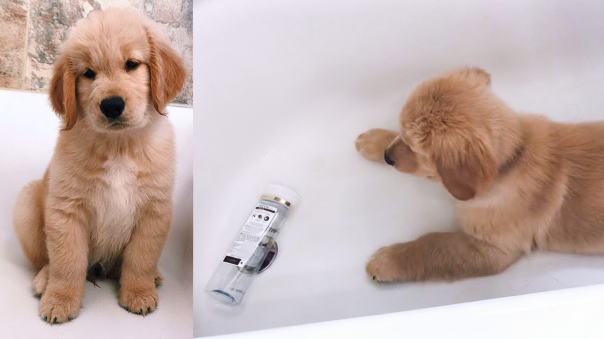 My puppy declared war on shampoo