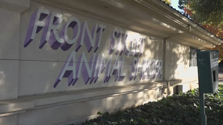 Front Street Animal Shelter pauses intake of healthy stray dogs after ...