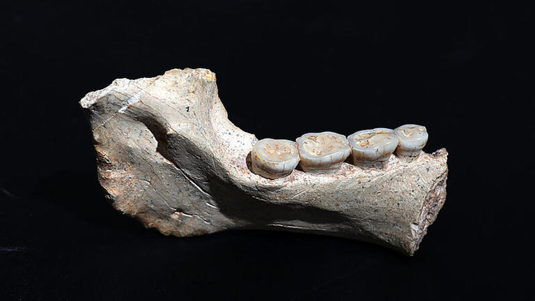 Fossils discovered in Morocco could shed new light on human evolution