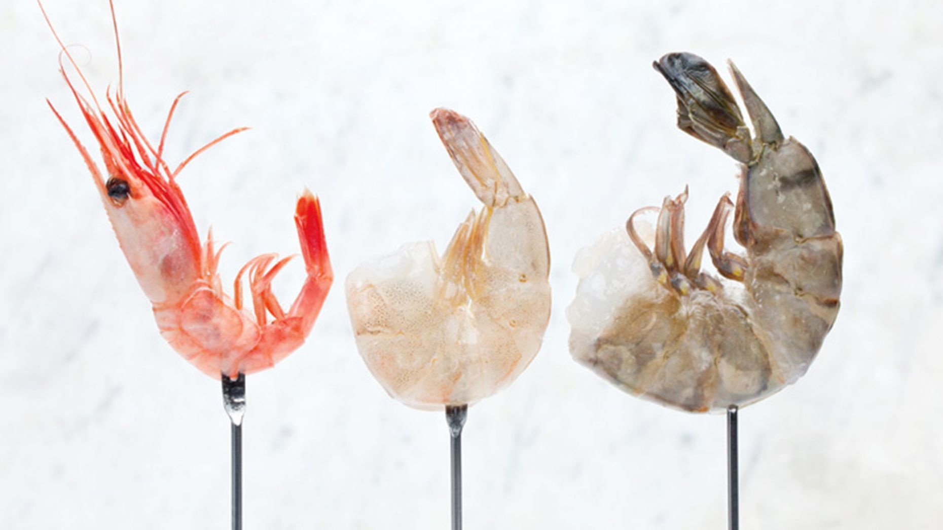 All about shrimp