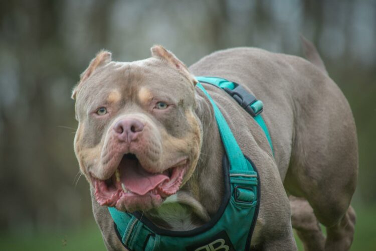 15 most aggressive dog breeds
