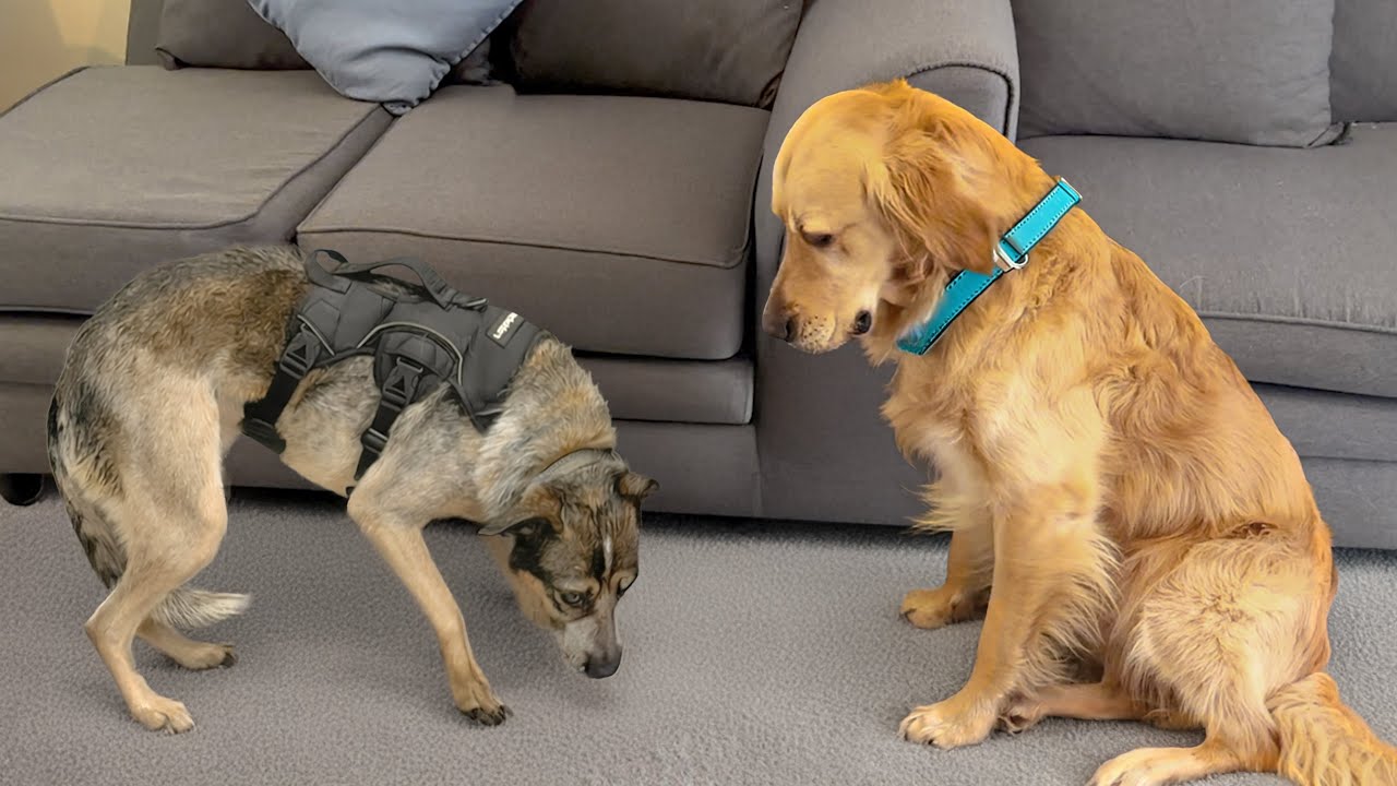Golden retriever meets completely broken rescue for the first time