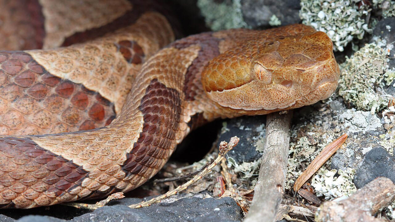 15 US states where copperheads are common but most people never notice
