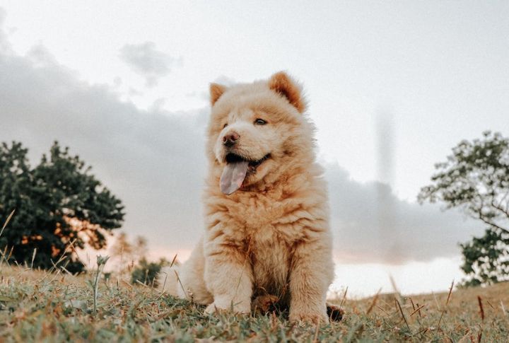 15 least obedient dog breeds