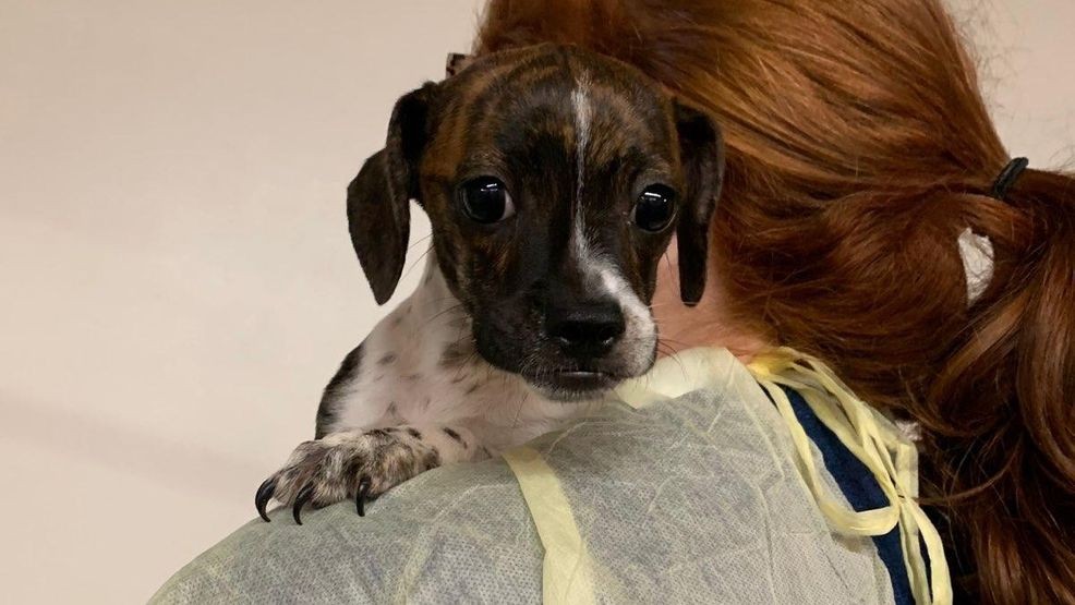 11 canine parvovirus cases confirmed in Fort Pierce, officials say