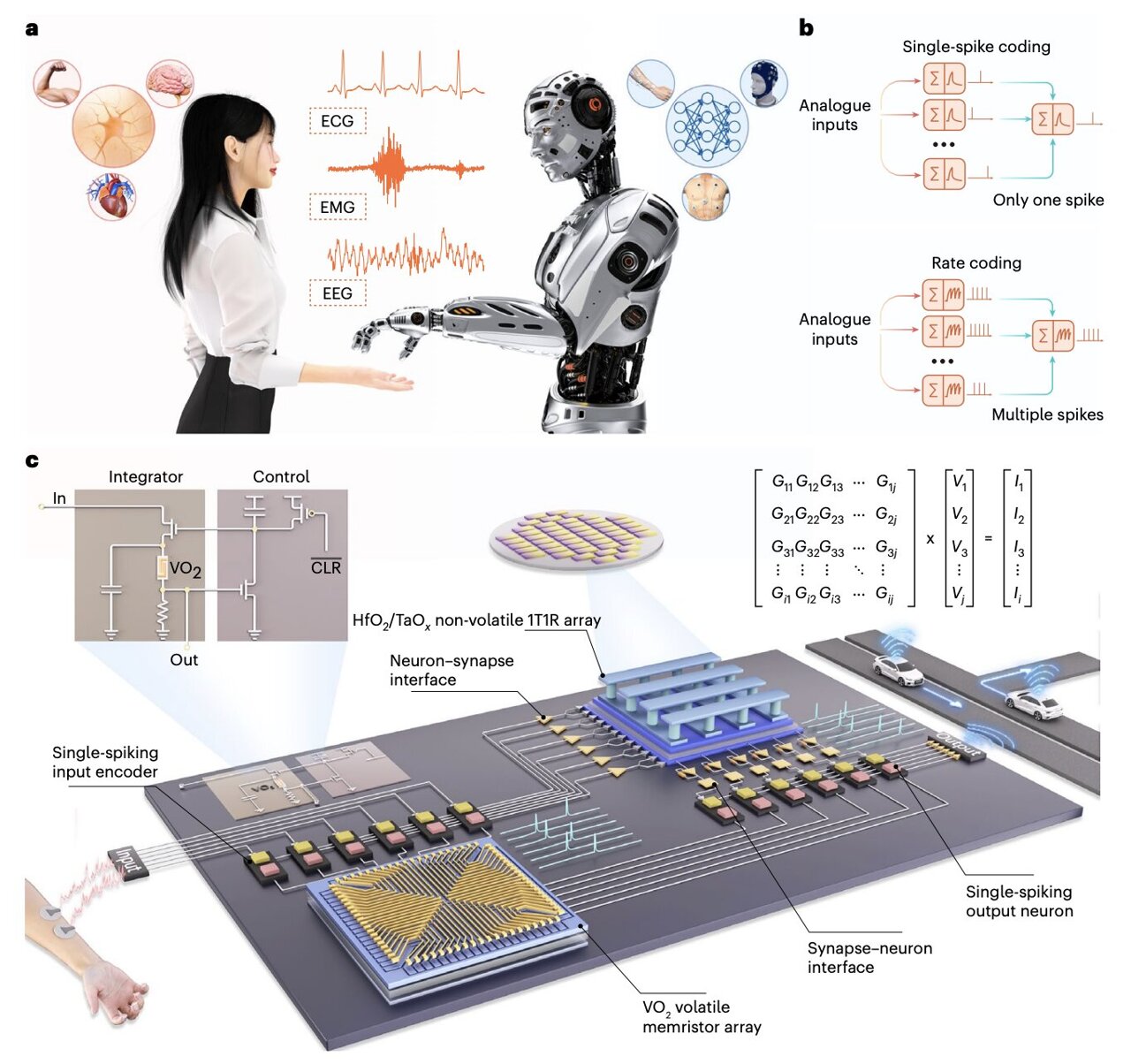 Brain-inspired hardware uses single-spike coding to run AI more efficiently