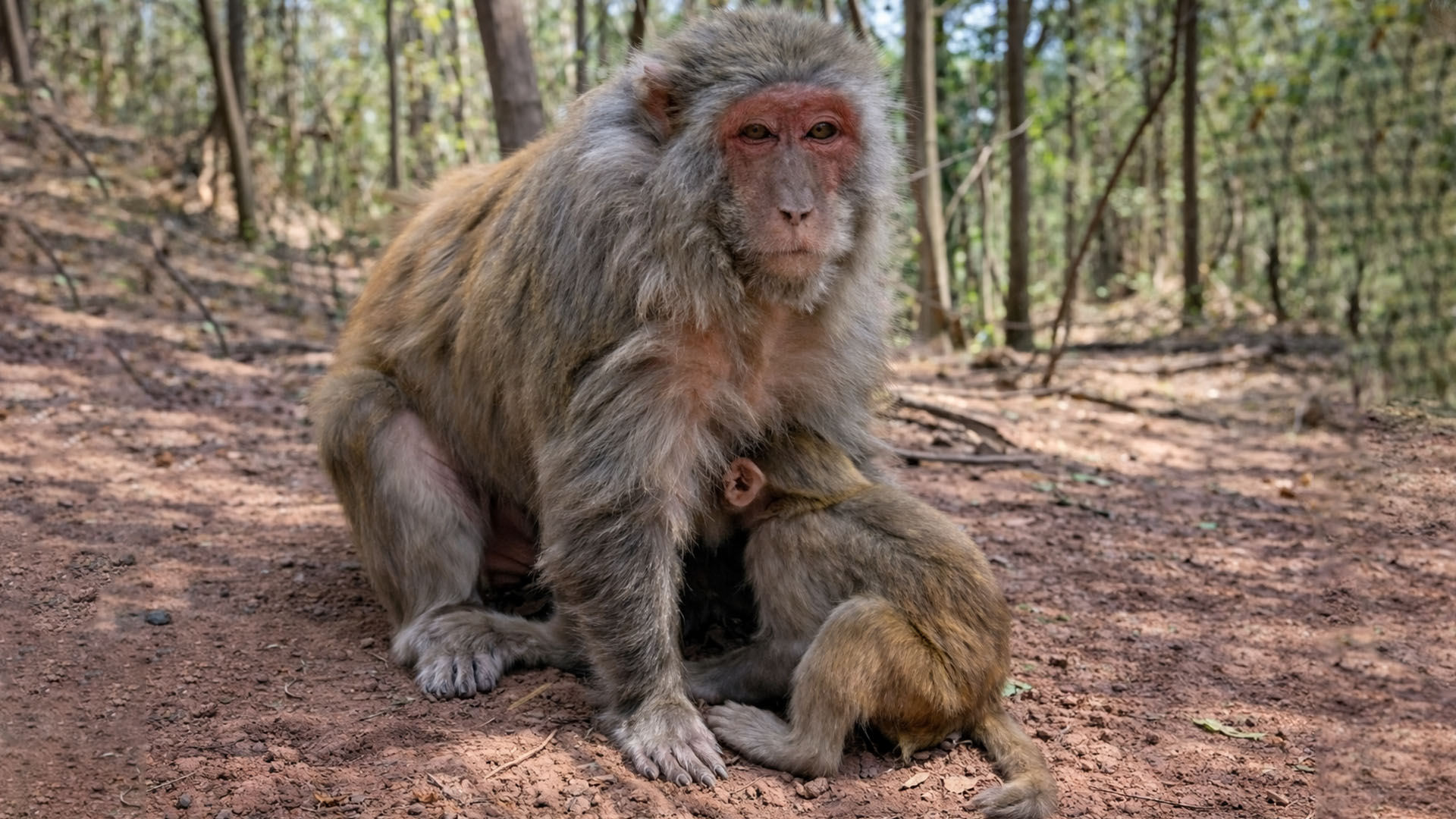 This monkey gently guards its baby