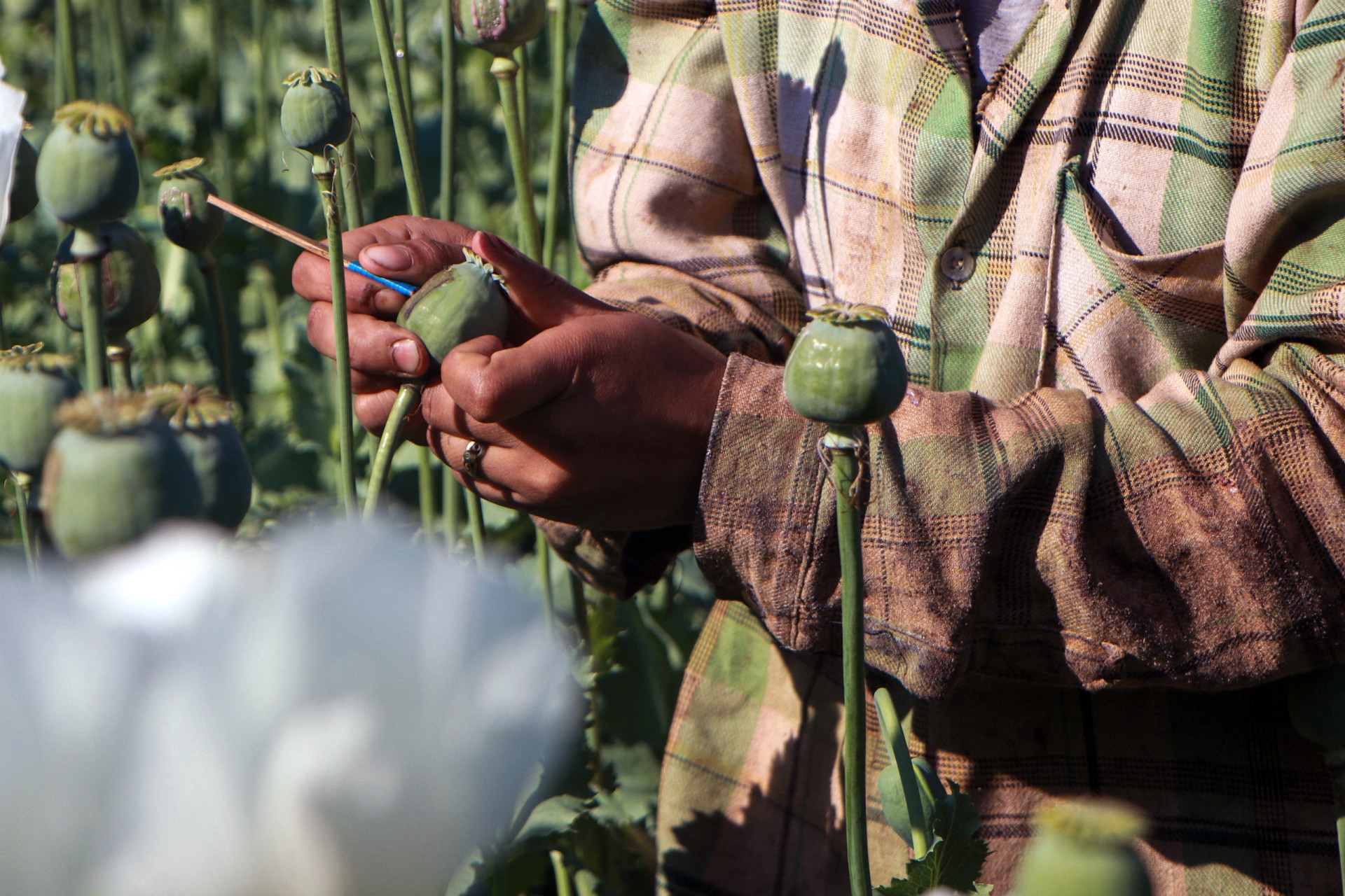 The Opium Wars that devastated China