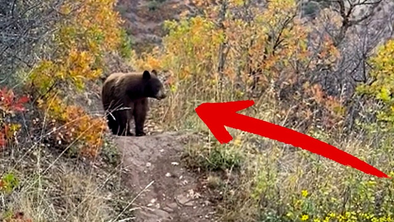Dramatic moment mountain biker comes face to face with black bear on ...