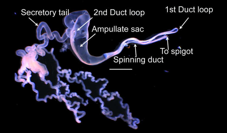 Scientists found a spider that builds 80-foot webs, and its silk is ...