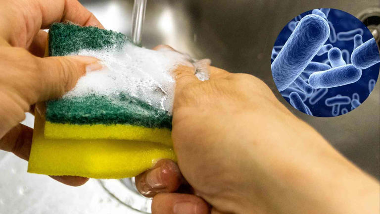 Preguntan a la ciencia cada cuanto tiempo hay que cambiar la esponja de ...