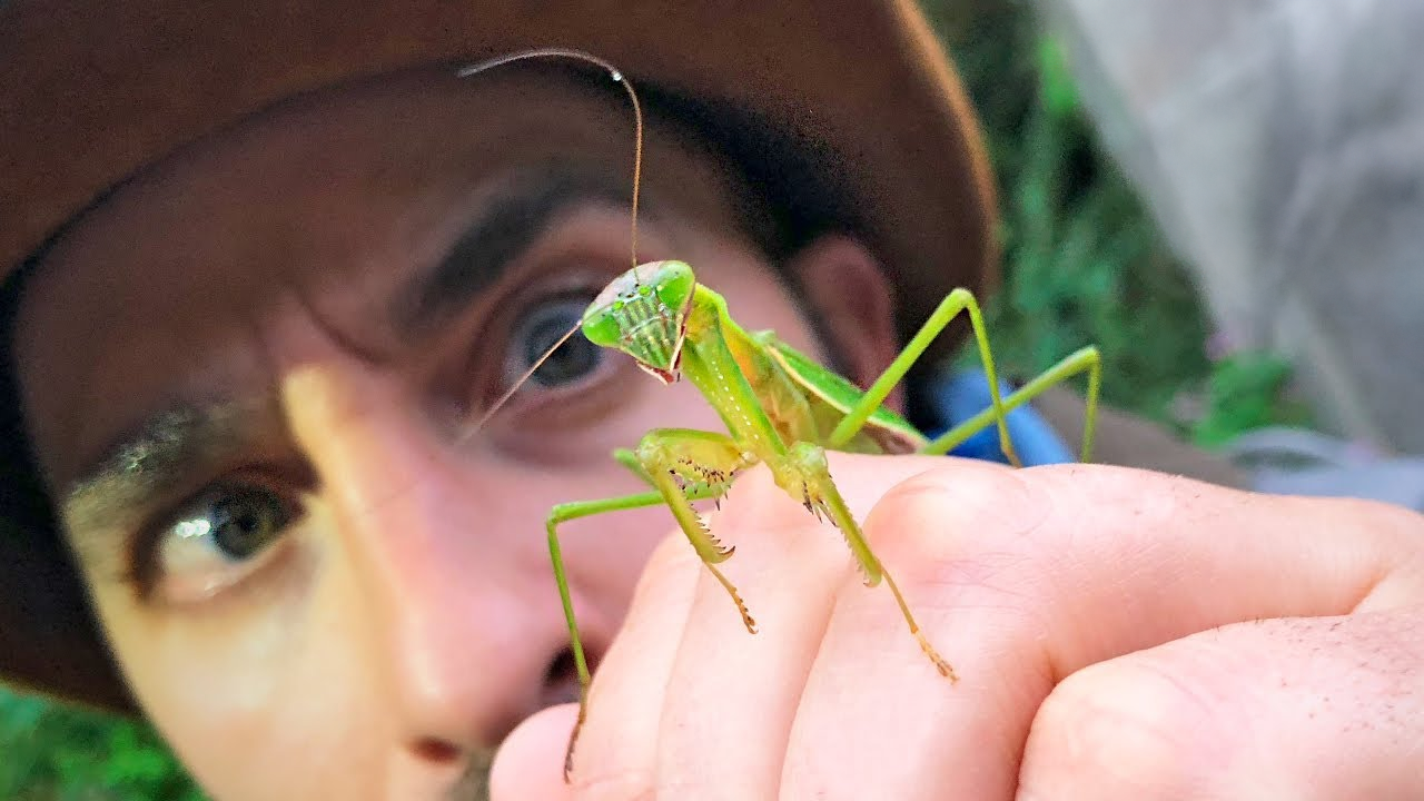 Alien-like insect mystery revealed