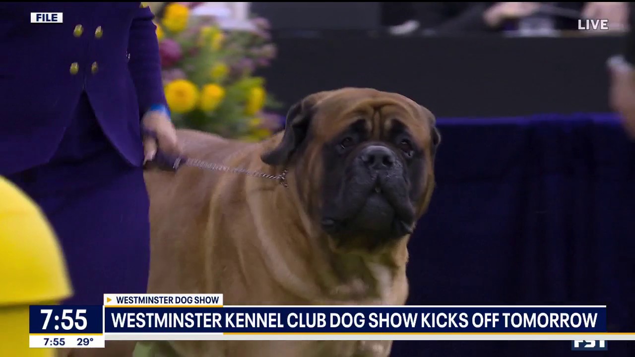 Westminster dog show returns this weekend