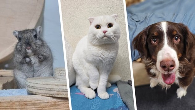 „Wer will mich?": Diese Tiere haben kein Zuhause