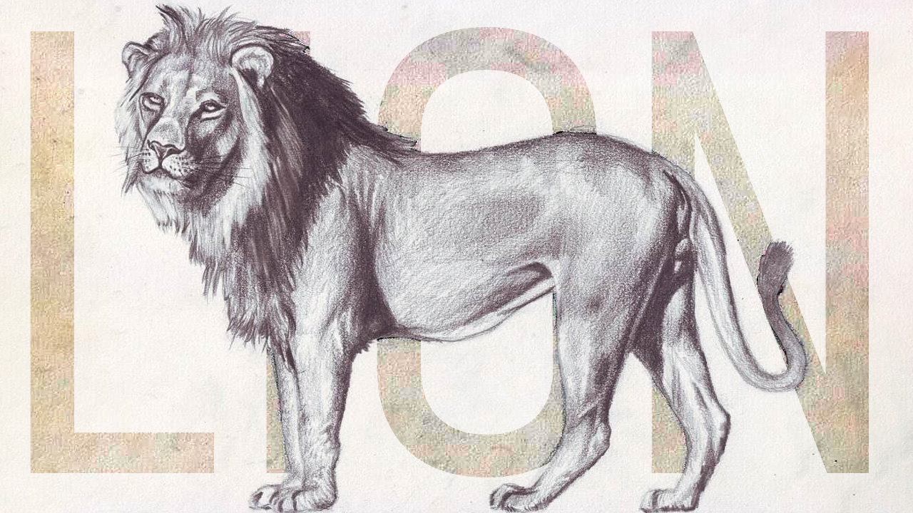 Beginner friendly lion drawing tutorial with creative style tips