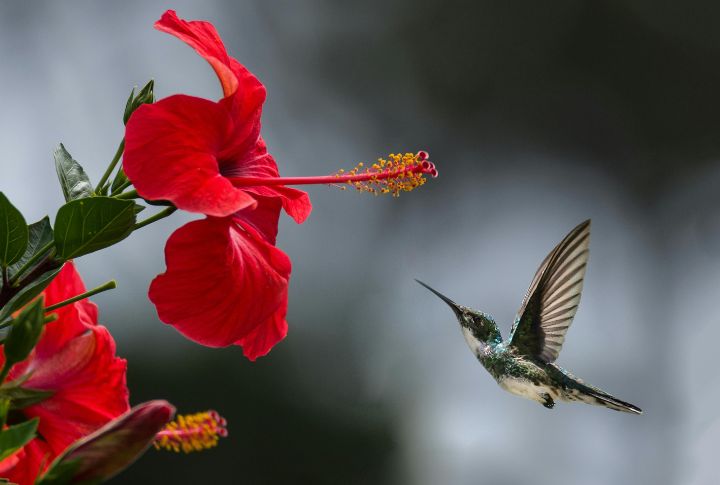 15 amazing bird facts