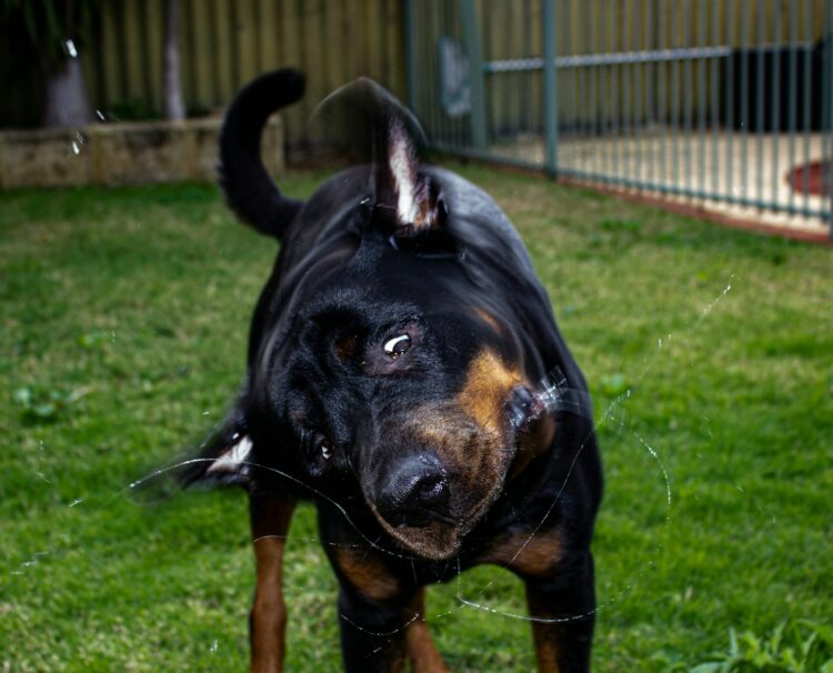 15 most aggressive dog breeds