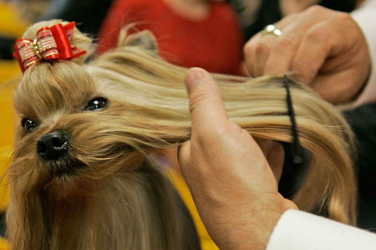 How the Westminster Dog Show became an American institution