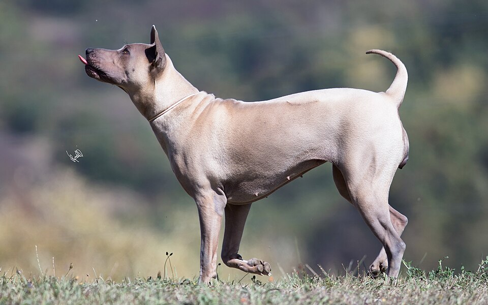 The 12 rarest dog breeds on the planet