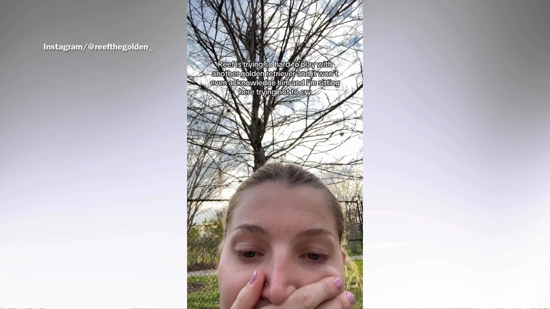 Golden retriever tries befriending dog at park