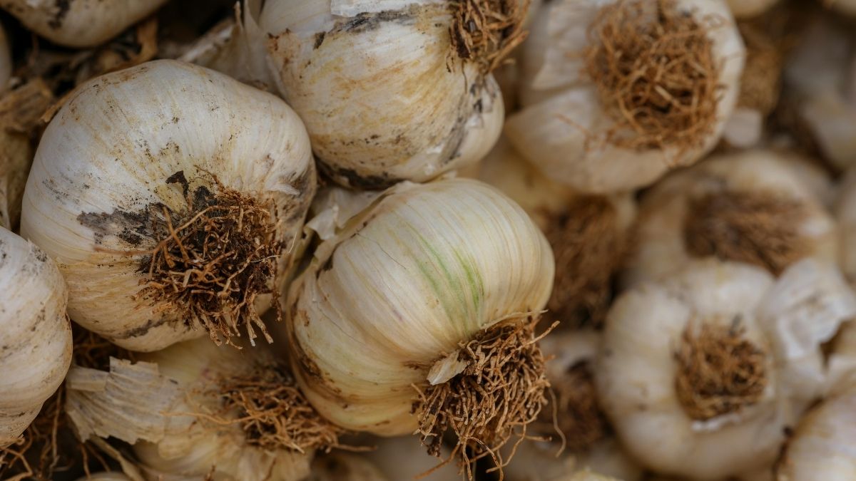 Transform common kitchen scraps into flavorful infused oils