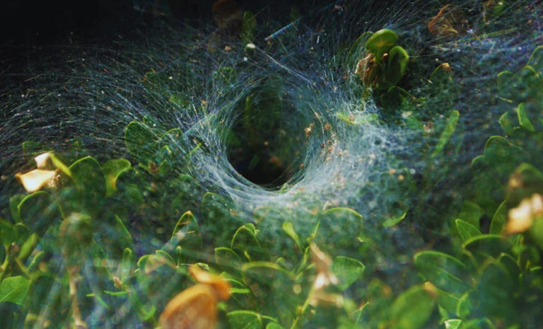 Scientists found a spider that builds 80-foot webs, and its silk is ...