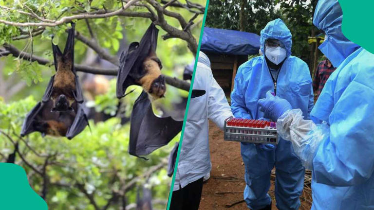 New virus alert: Nipah outbreak fears grow as WHO reports fresh cases