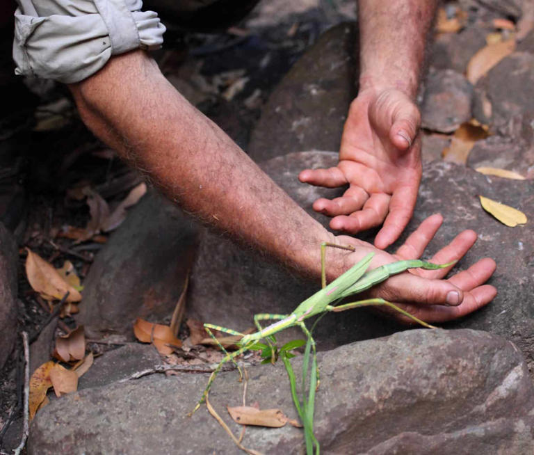 Why this massive stick insect looks like a branch and acts like a scorpion