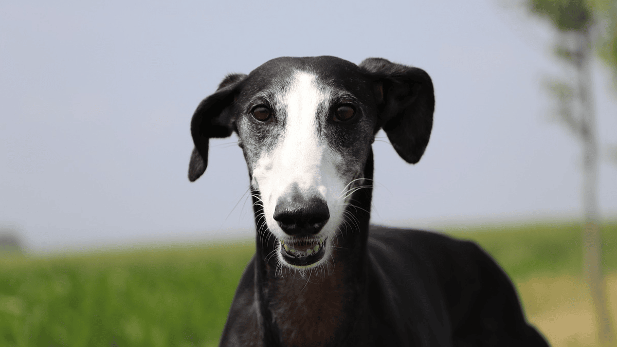 10 silent signs that your dog trusts you more than it seems (he would ...