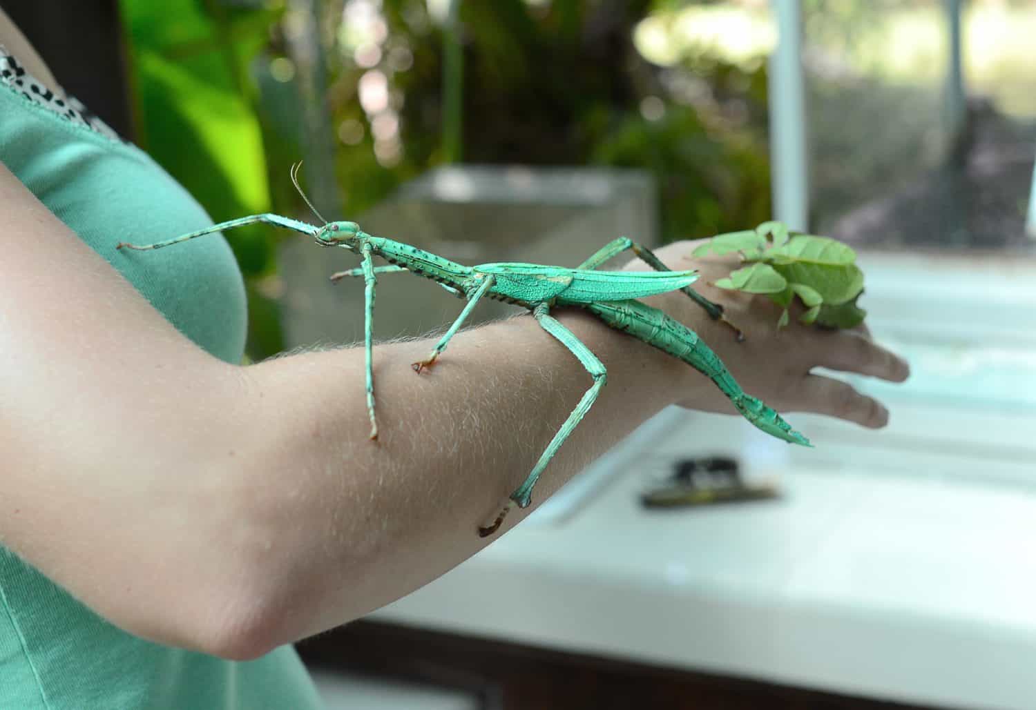 Why this massive stick insect looks like a branch and acts like a scorpion