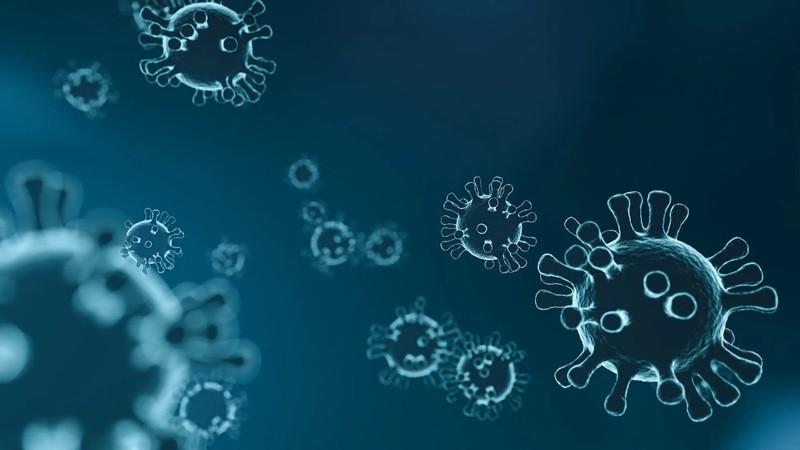 Nipah virus outbreak: Government reassures SA public of low risk