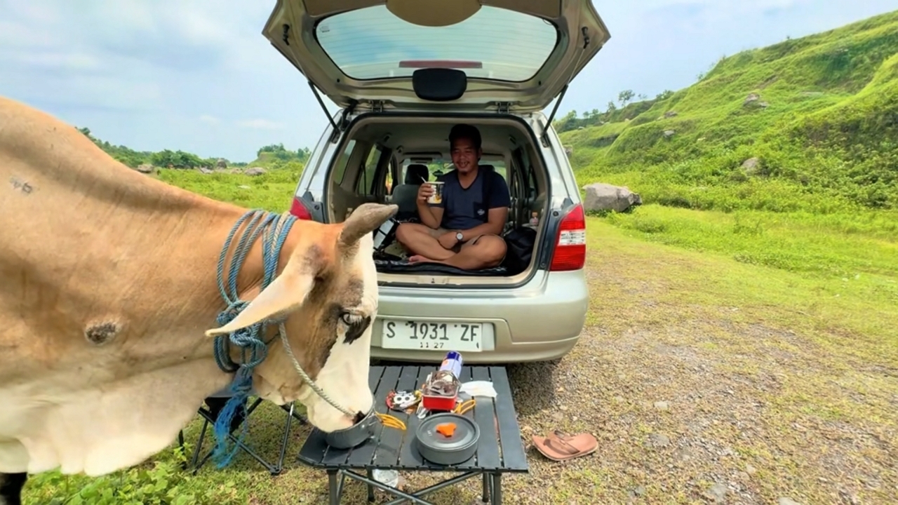 Cow crashes picnic and steals snacks at Ranu Manduro in Mojokerto ...