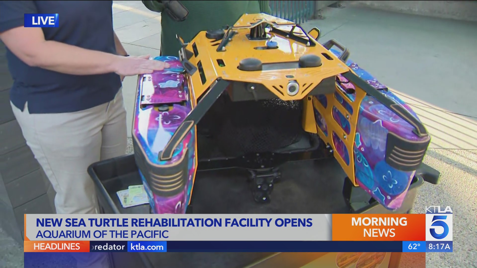 New sea turtle rehabilitation area is now open at the Aquarium of the ...