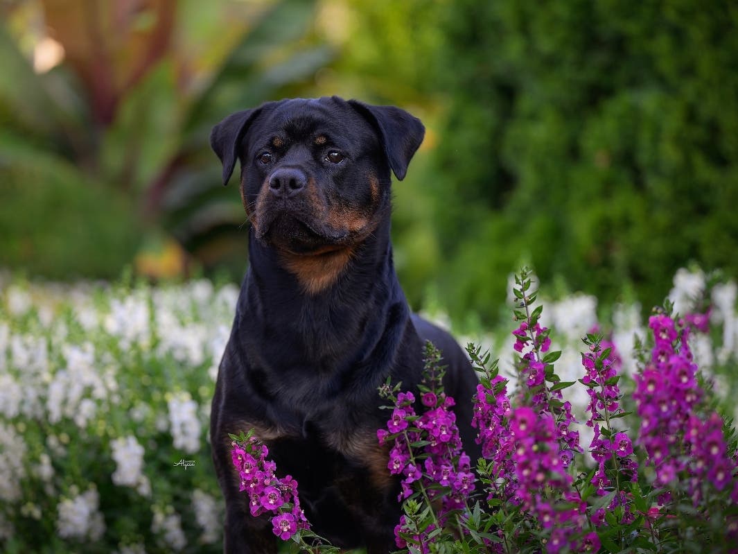 'Girl power!': New Lenox family's female rottweiler among the elite ...