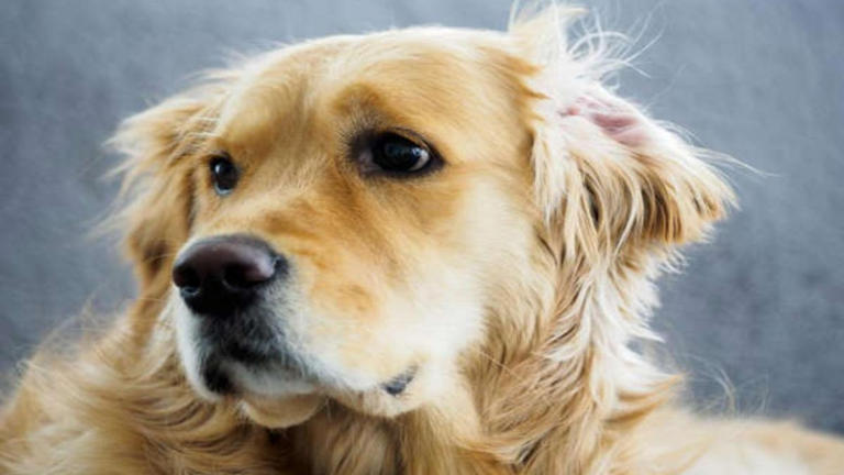 The dog memory debate is trending: 12 breeds owners say never forget a ...