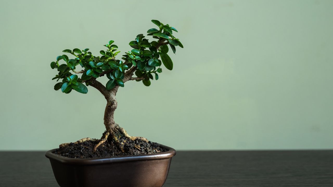Where to place a bonsai tree to bring balance and abundance to your home